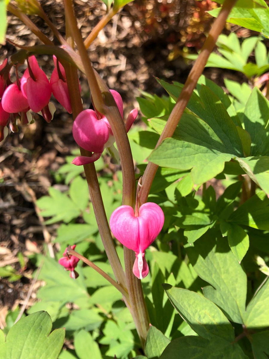 National Poetry Month-LOVE, Shaped Verse – The Journey Inward