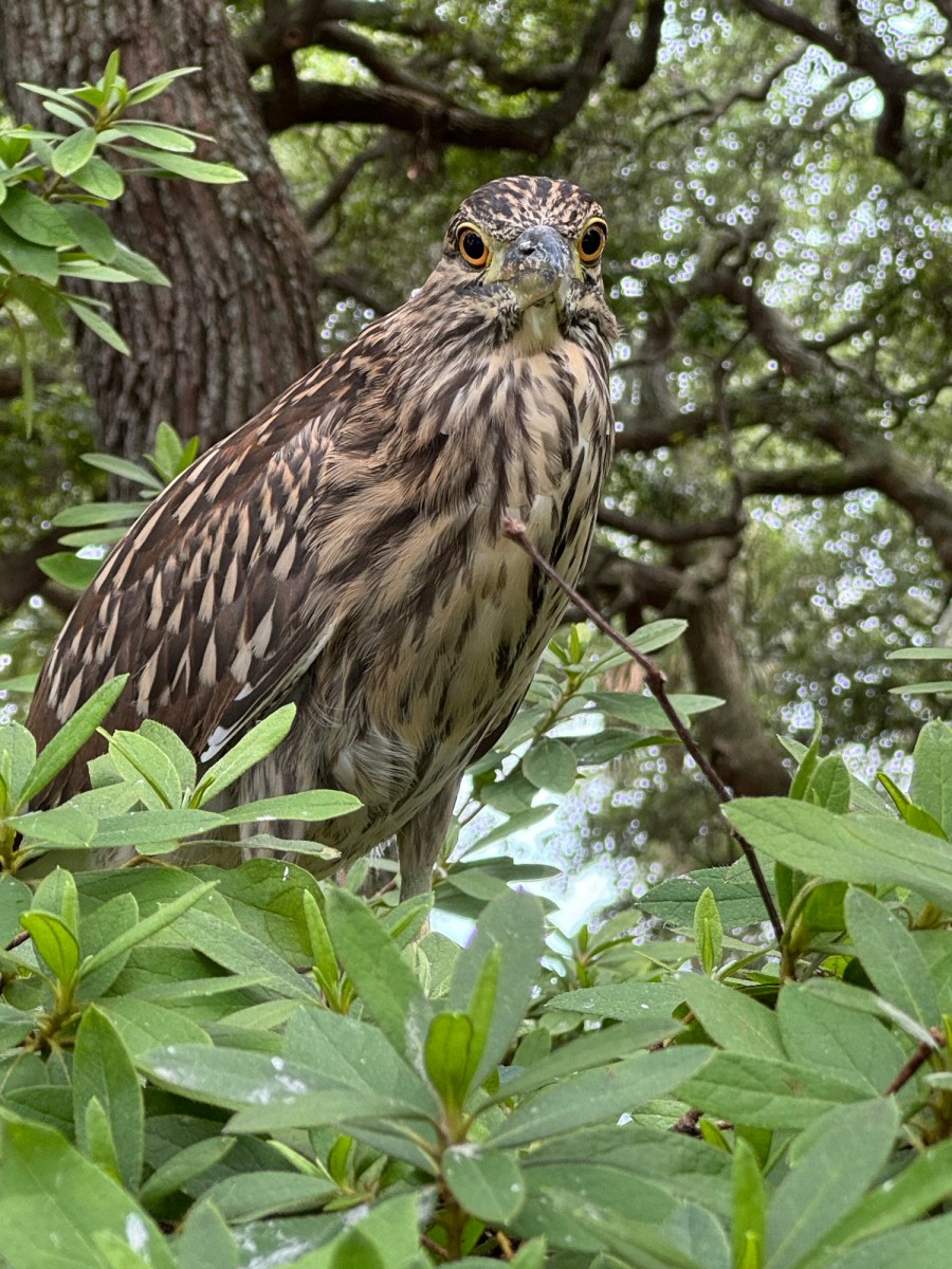 I’ve Become a Bird Lady – The Journey Inward